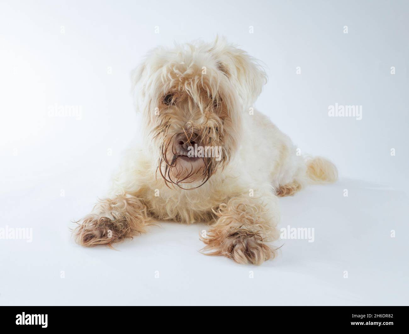 Scruffy blind white dog, studio portrait on white background Stock ...