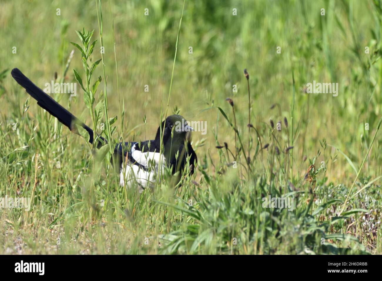 Magpie walking hi-res stock photography and images - Alamy