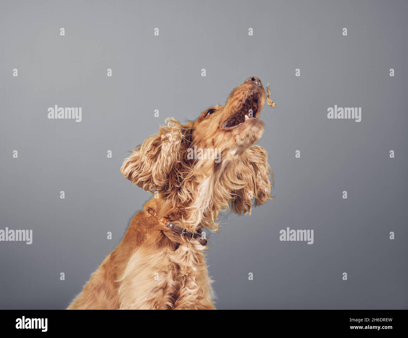 Jumping cocker spaniel dog with nose up Stock Photo - Alamy