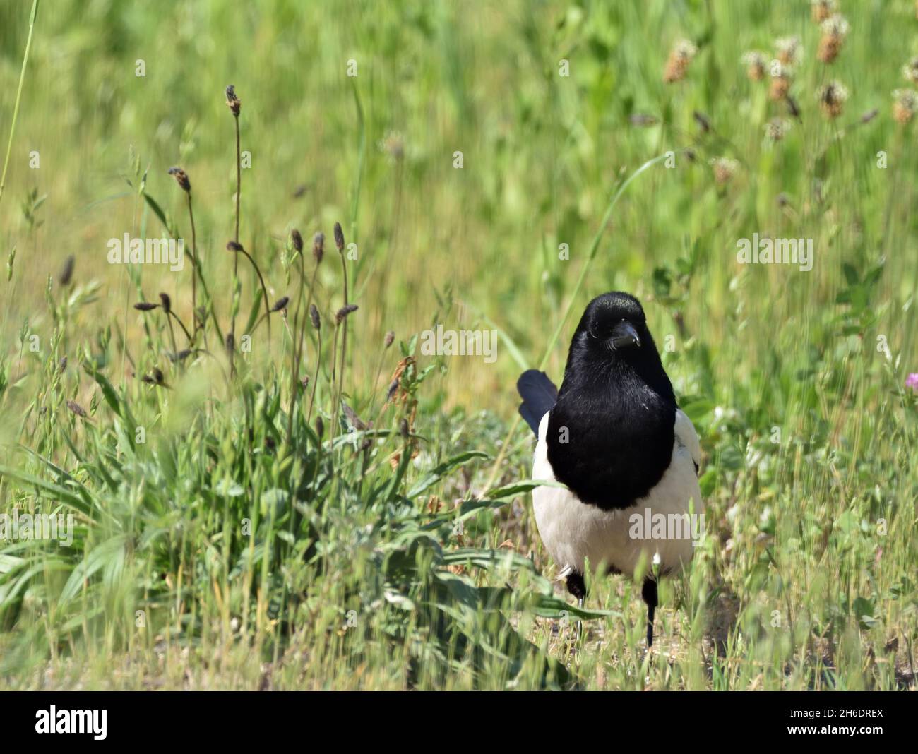 Magpie walking hi-res stock photography and images - Alamy