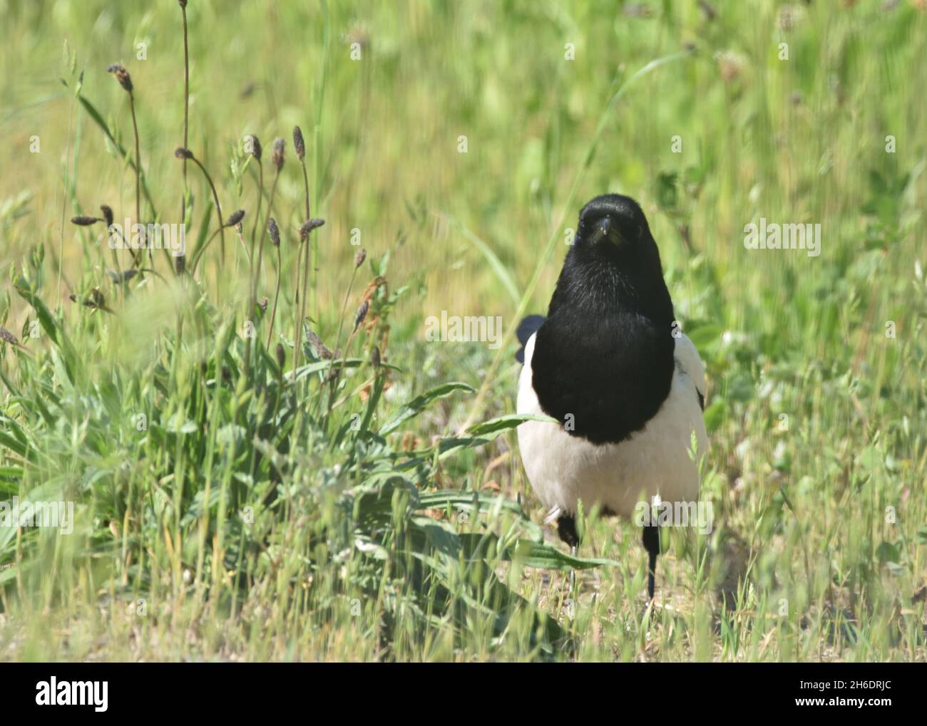 Magpie walking on grass hi-res stock photography and images - Alamy