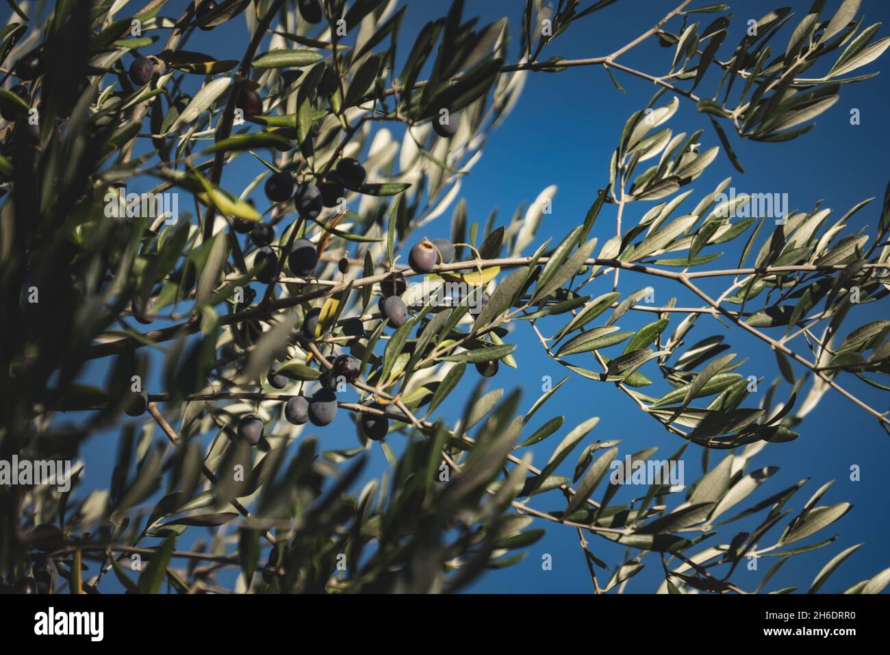 Selective shot of a beautiful olive tree with olives growing on it ...