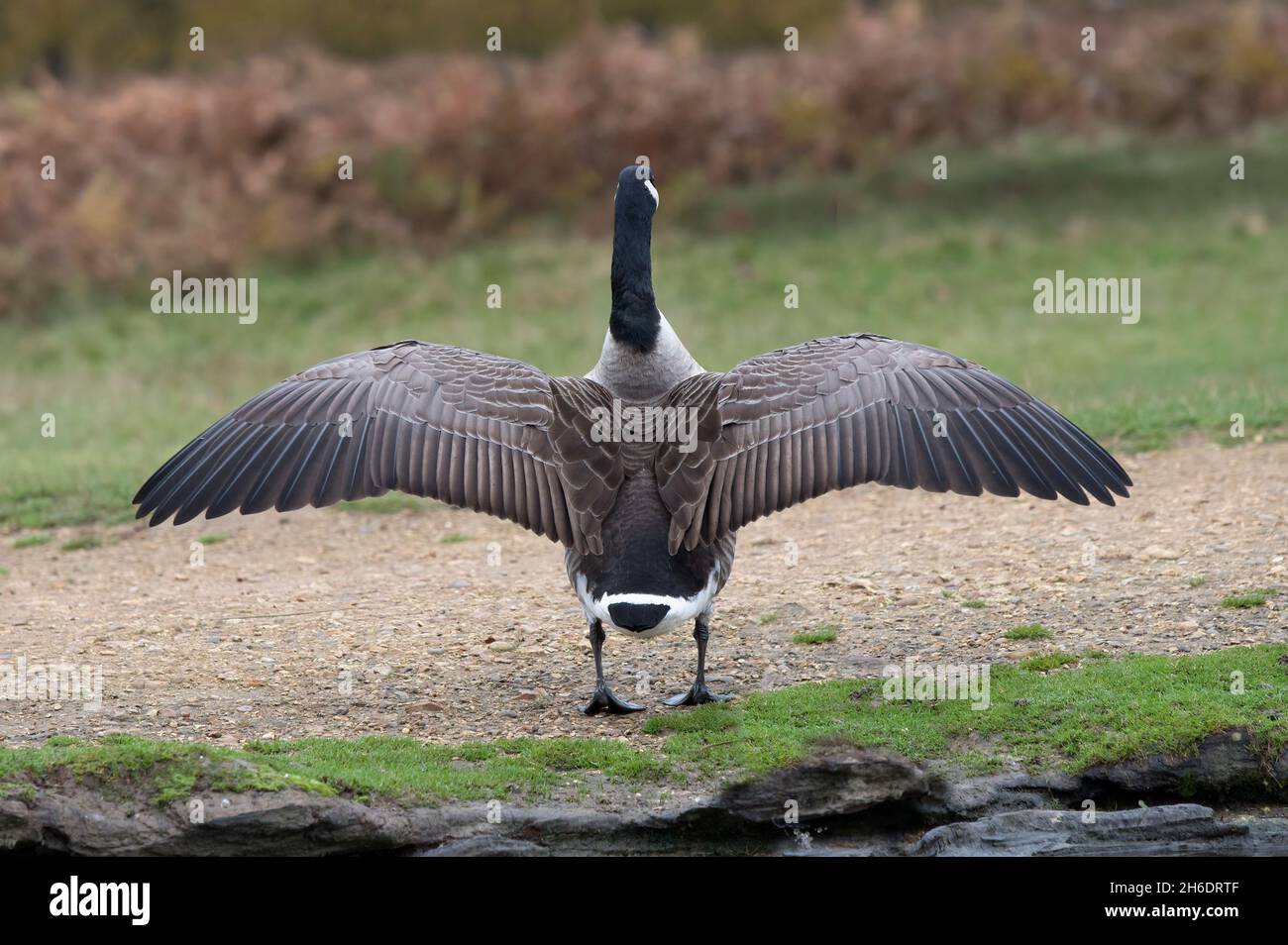 Canadian goose spreading his wings Stock Photo - Alamy