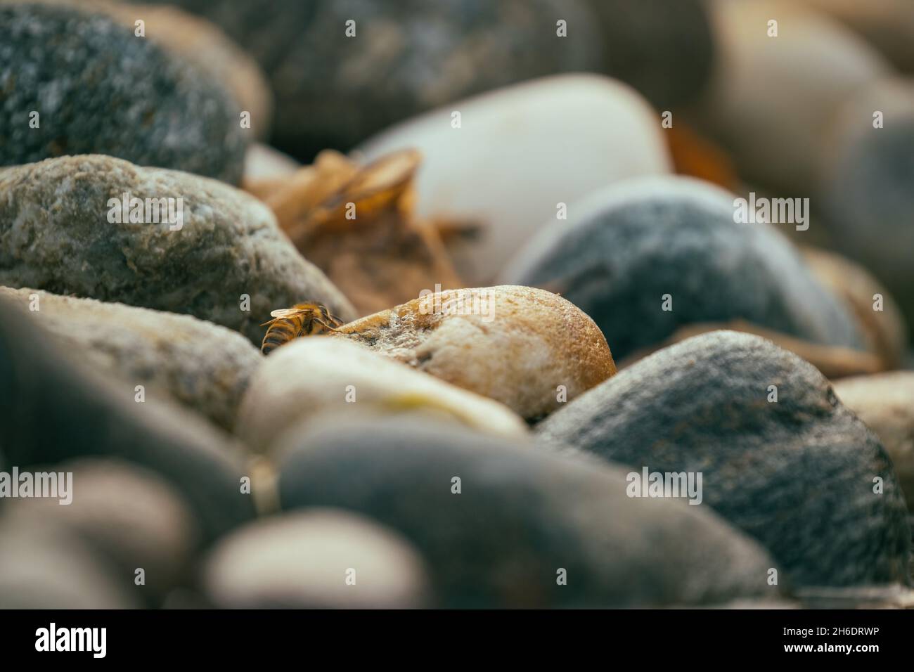 Pebble bee hi-res stock photography and images - Alamy