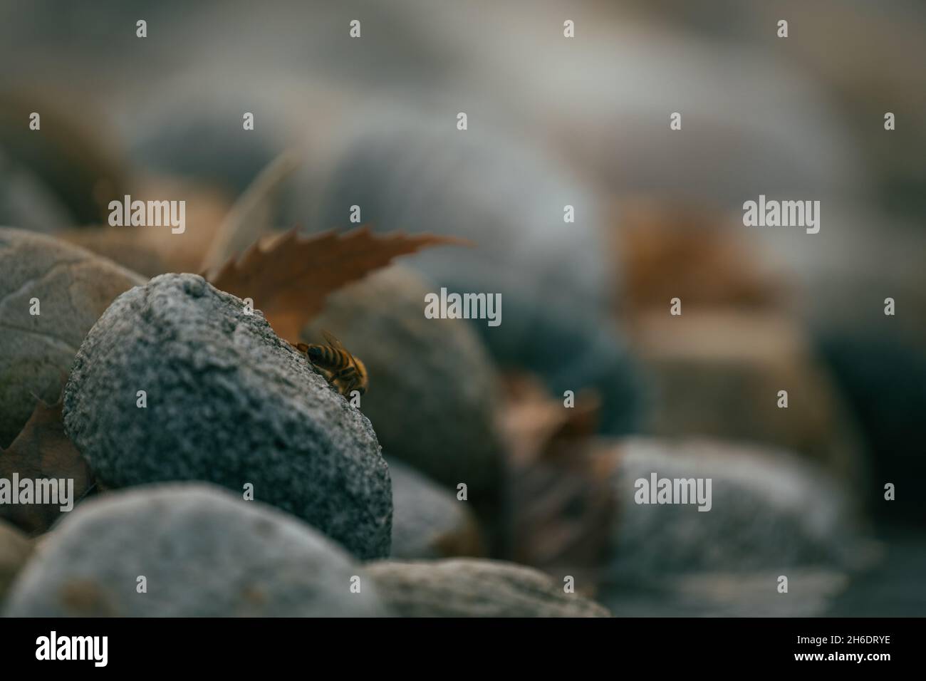 Pebble bee hi-res stock photography and images - Alamy