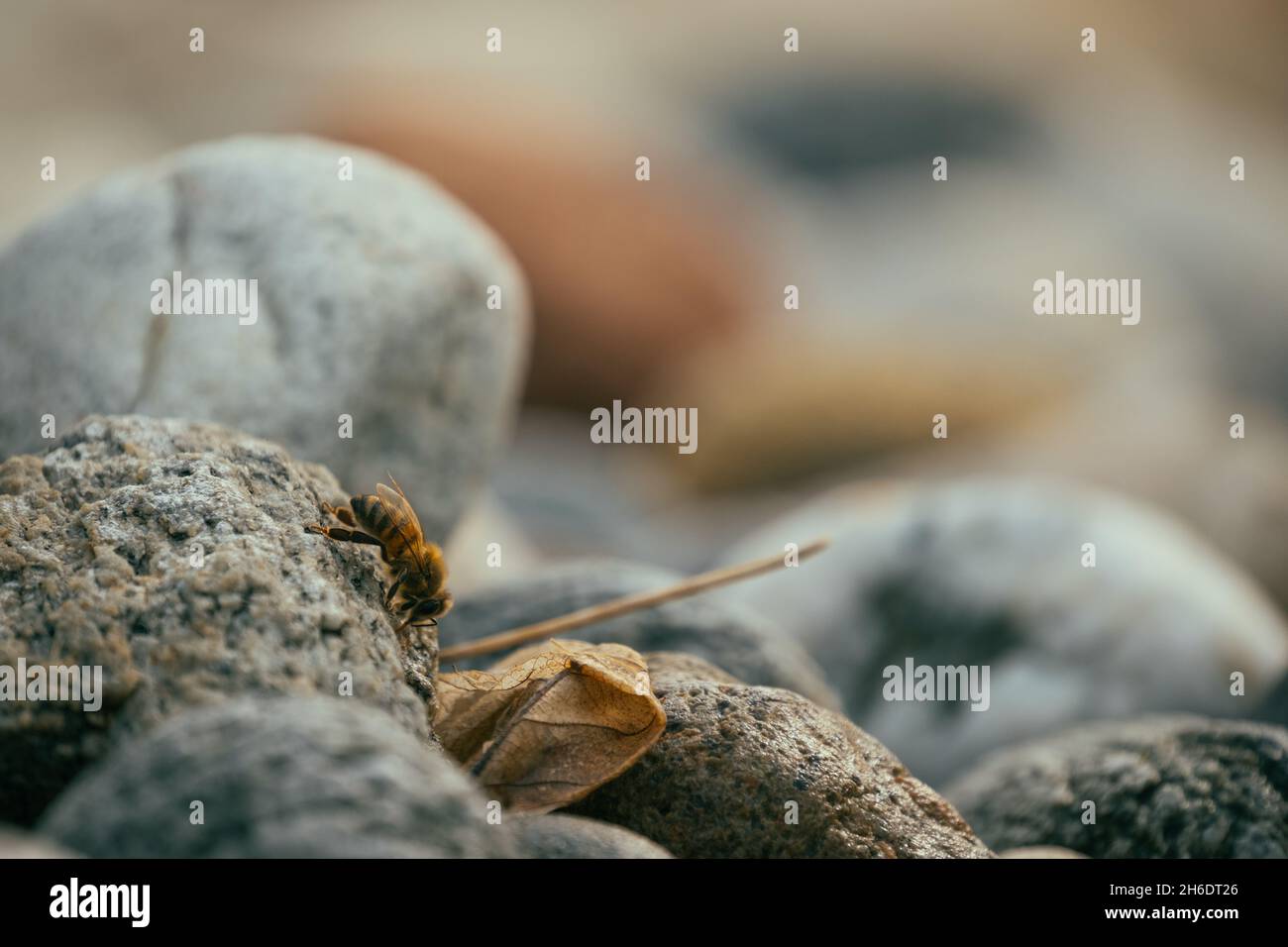 Pebble bee hi-res stock photography and images - Alamy