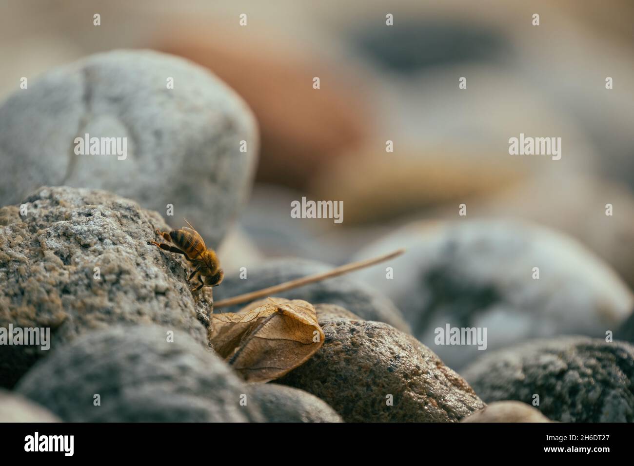 Selective shot of a bee on pebble stones Stock Photo - Alamy