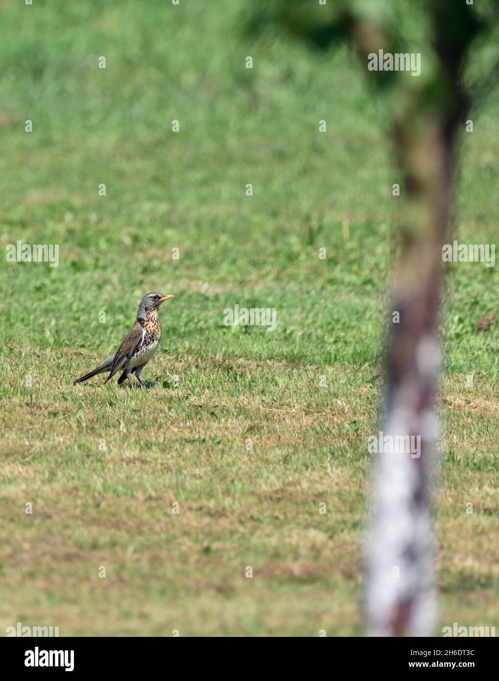 thrush running across the lawn for worms Stock Photo - Alamy