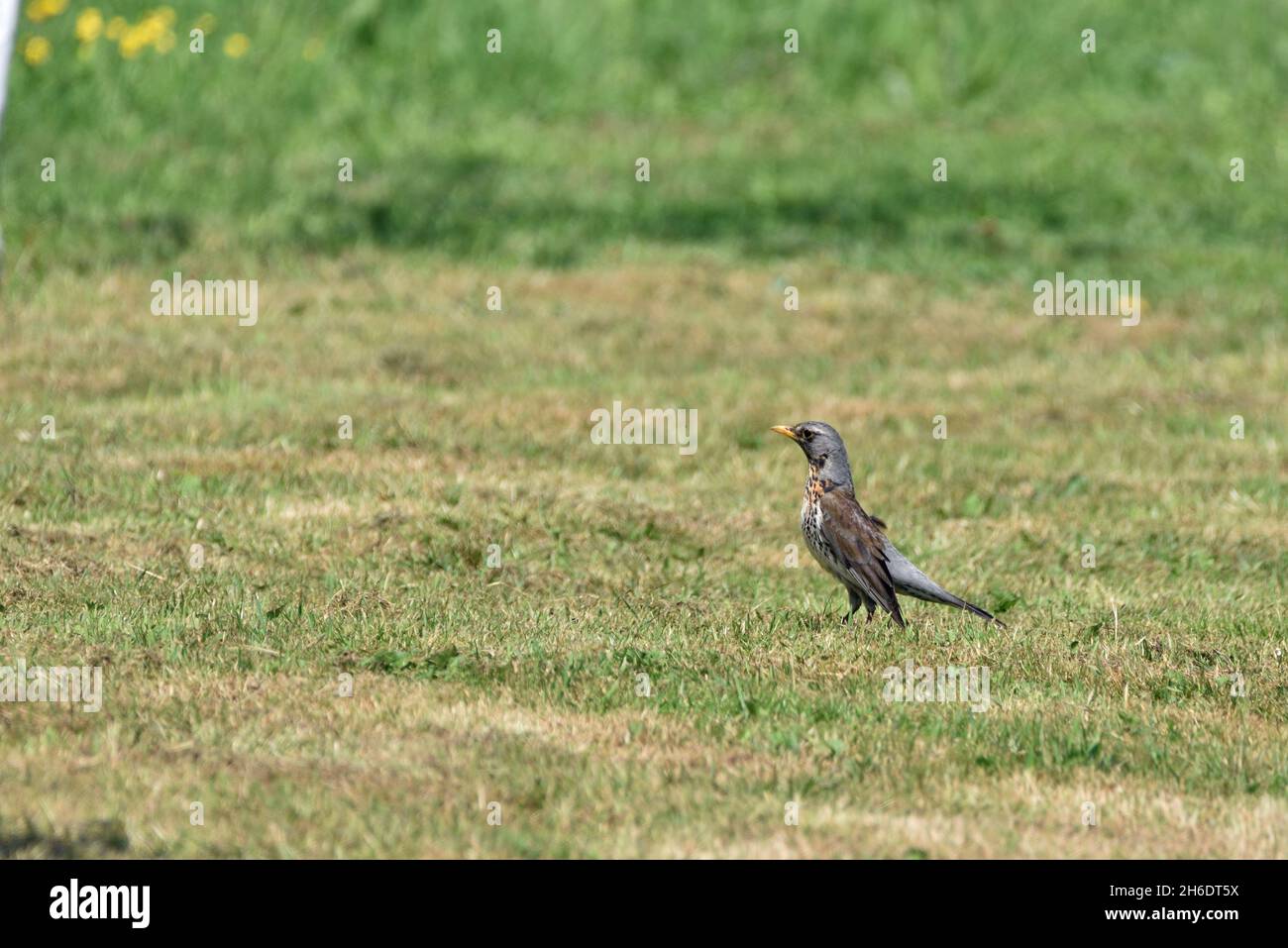 Winged worms hi-res stock photography and images - Alamy
