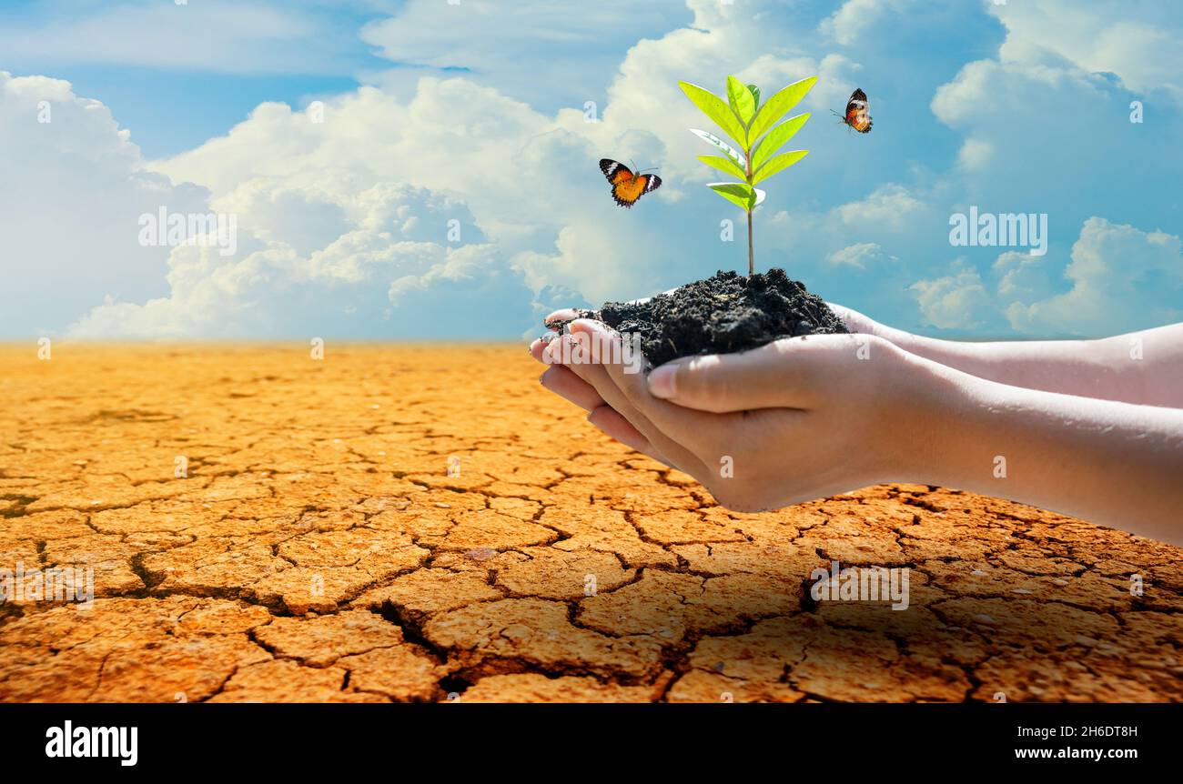 tree in two hands with very different environments Earth Day or World ...