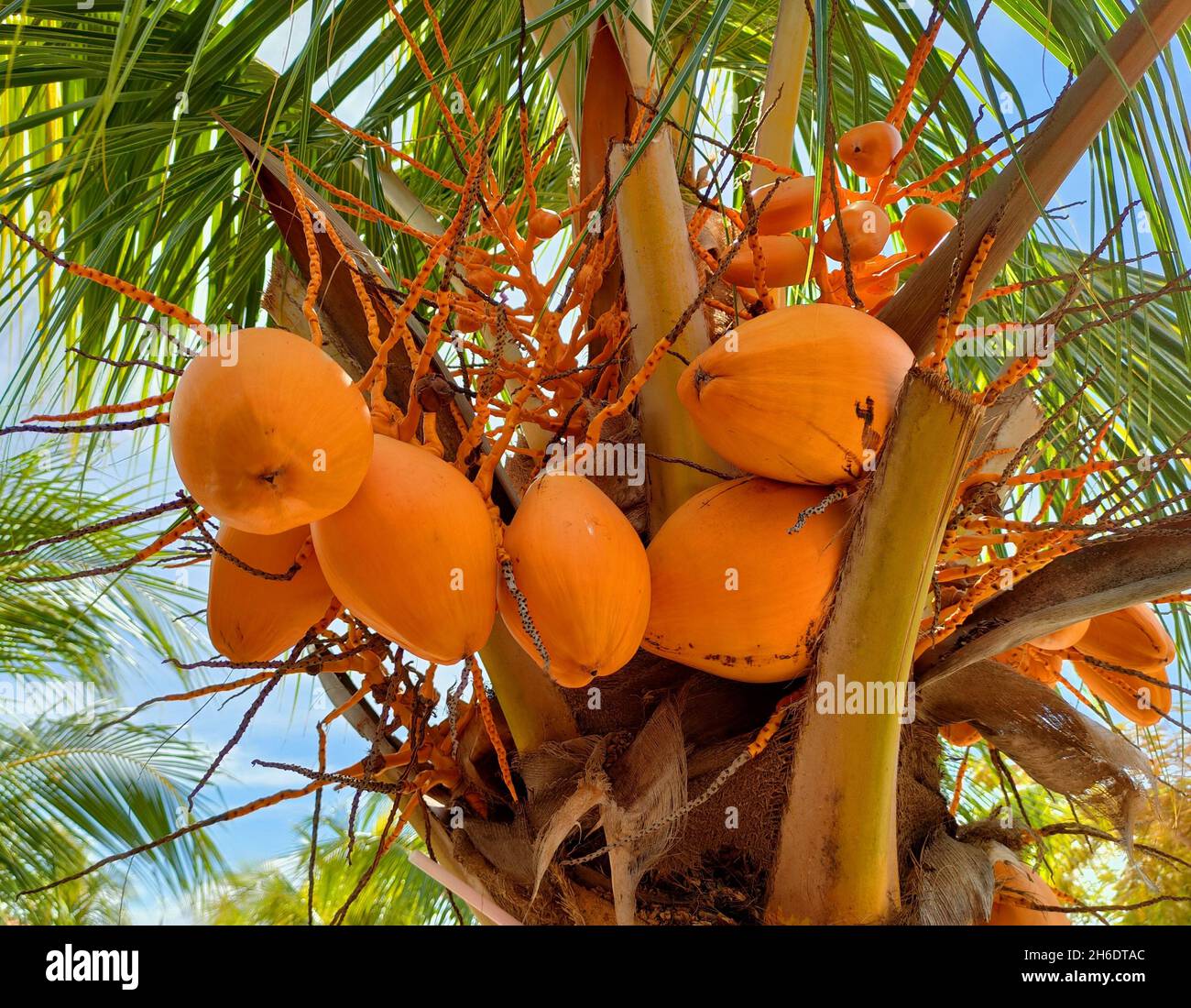 Palm coconuts leaves hi-res stock photography and images - Alamy