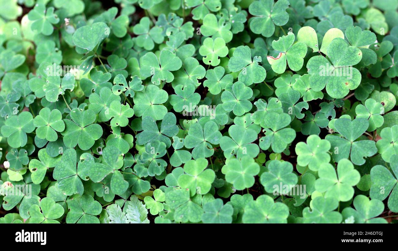 Background of green clover plants Stock Photo - Alamy