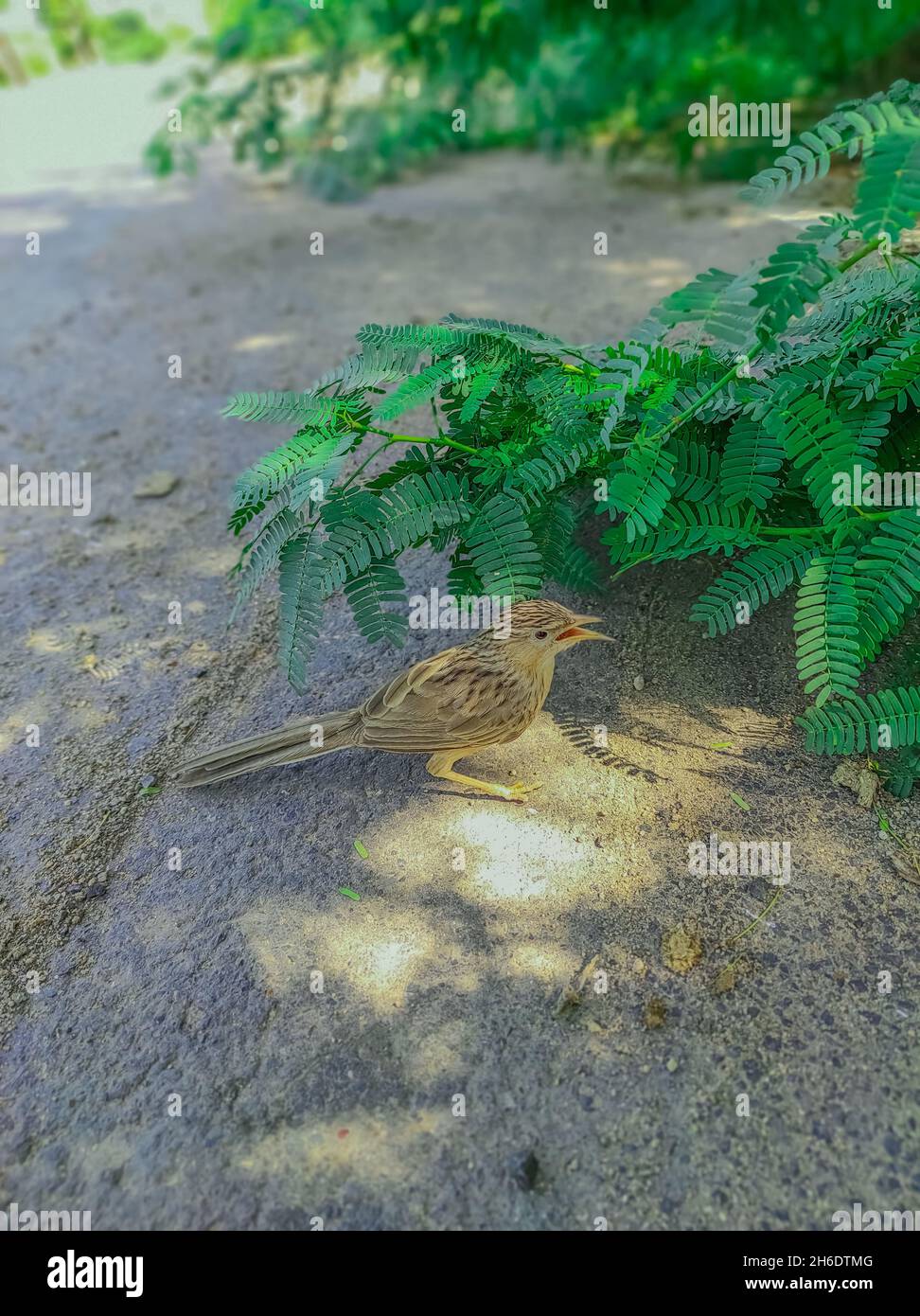 Sparrow bird next to a fern plant Stock Photo - Alamy
