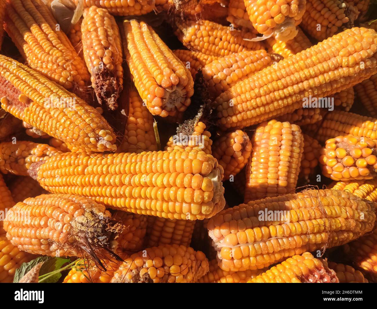 Pile of dry rotten corns Stock Photo - Alamy
