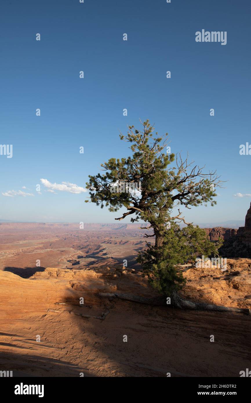 Lush green tree in Canyonlands National Park, dramatic desert landscape ...