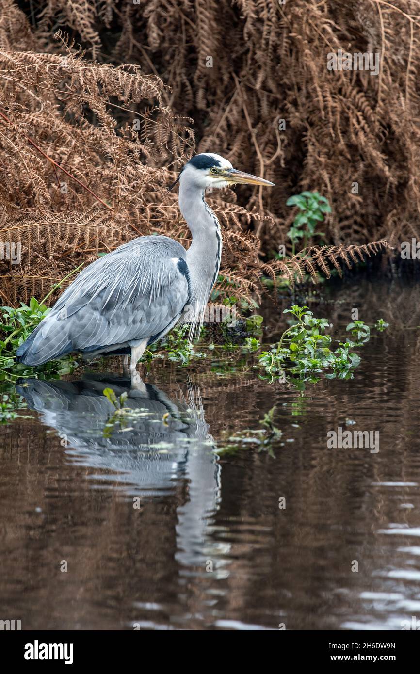Grey heron wading through water to disturb fish Stock Photo - Alamy