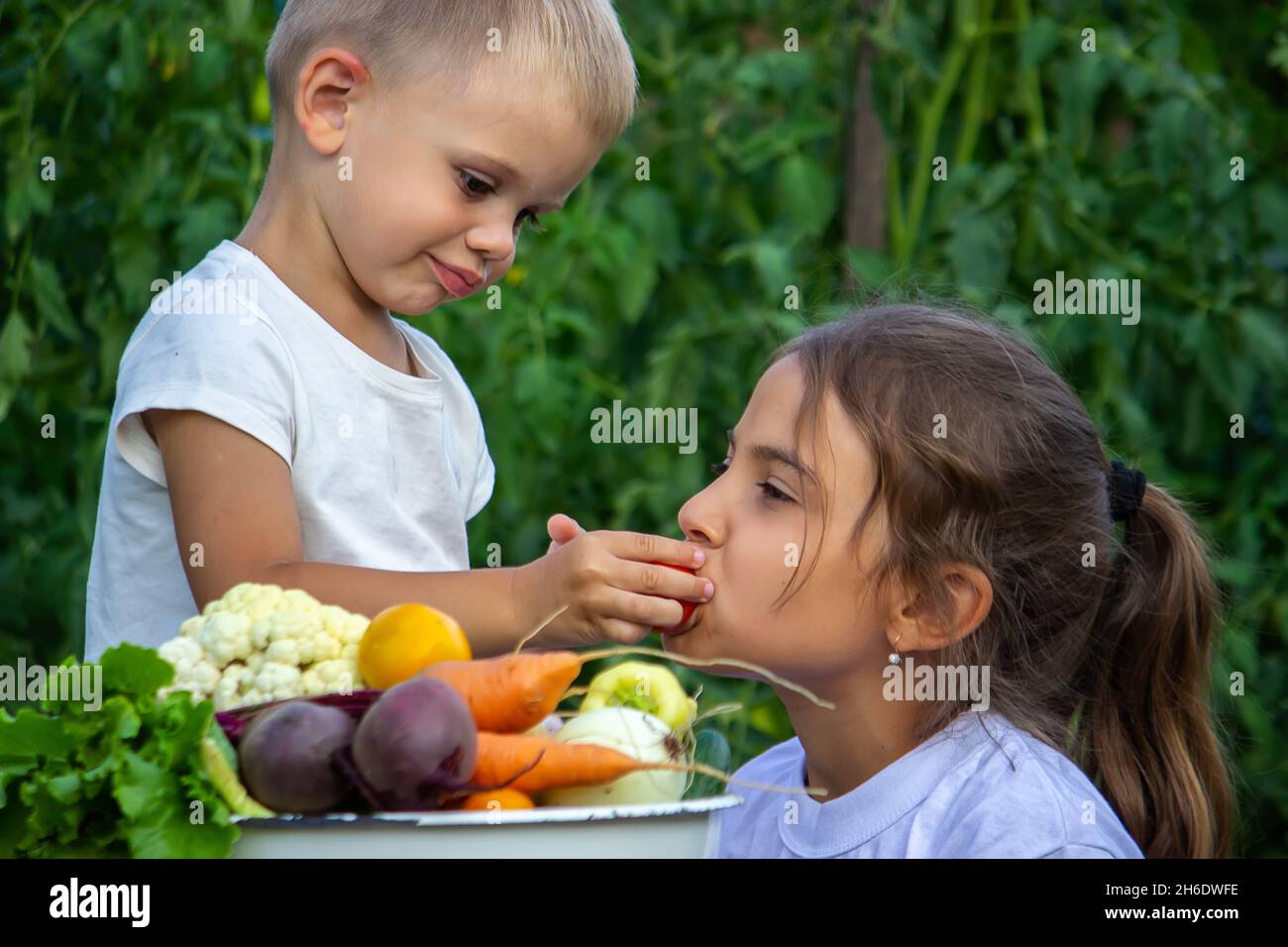 Growing vegetables with children hi-res stock photography and images ...