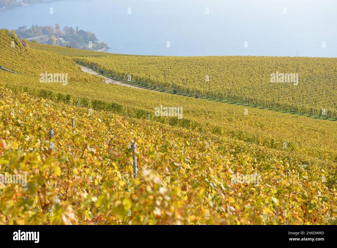 Vineyards by Lake Geneva in the UNESCO listed area of Lavaux with the ...