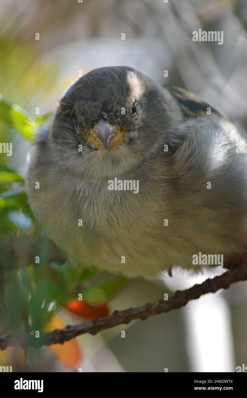 Tree sparrow fall hi-res stock photography and images - Alamy