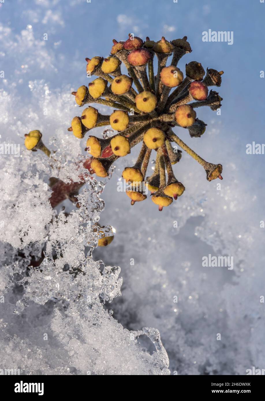 Close up image of a common ivy flower growing through snow and ice on ...
