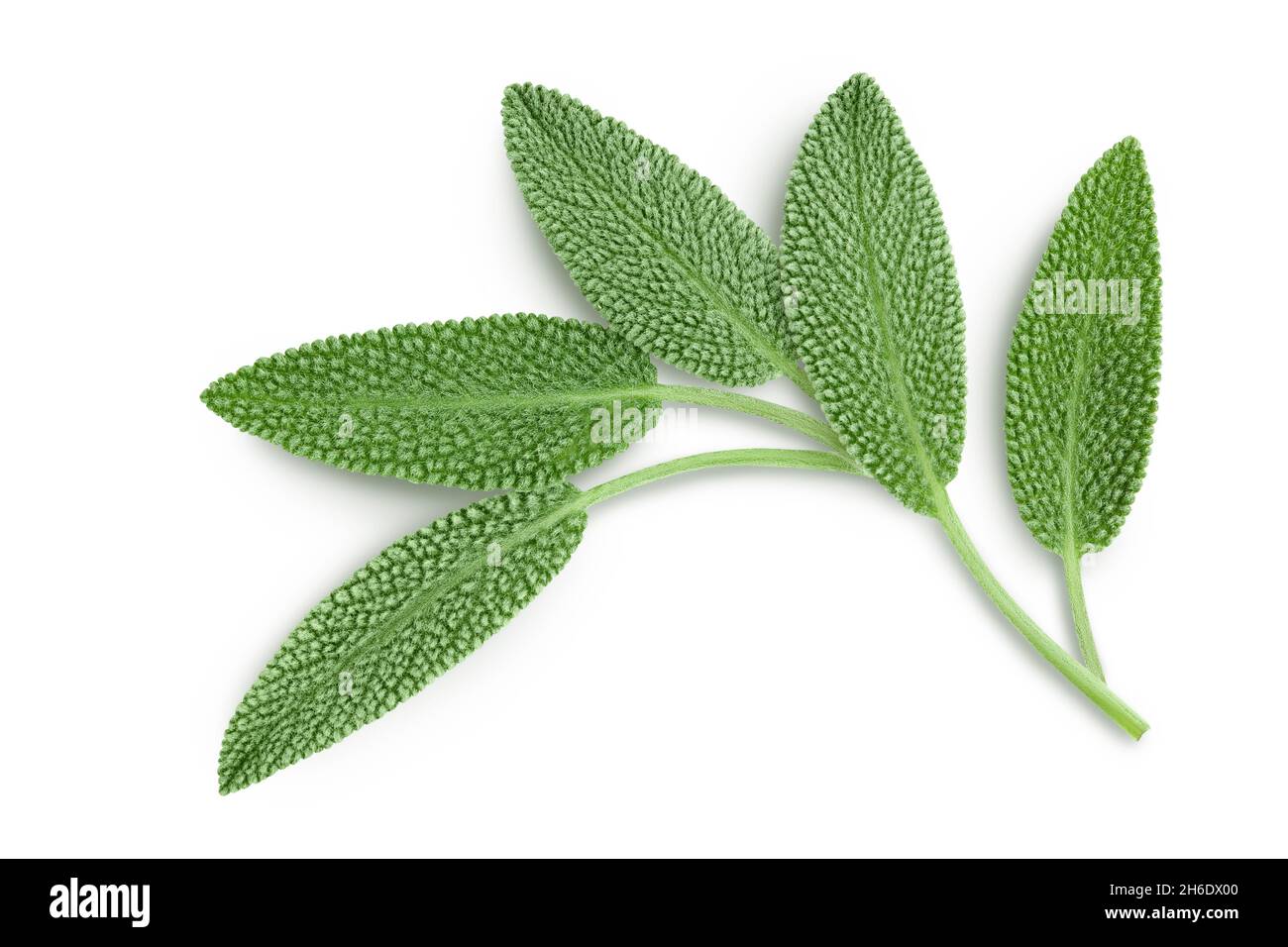 fresh sage herb isolated on white background with clipping path and ...