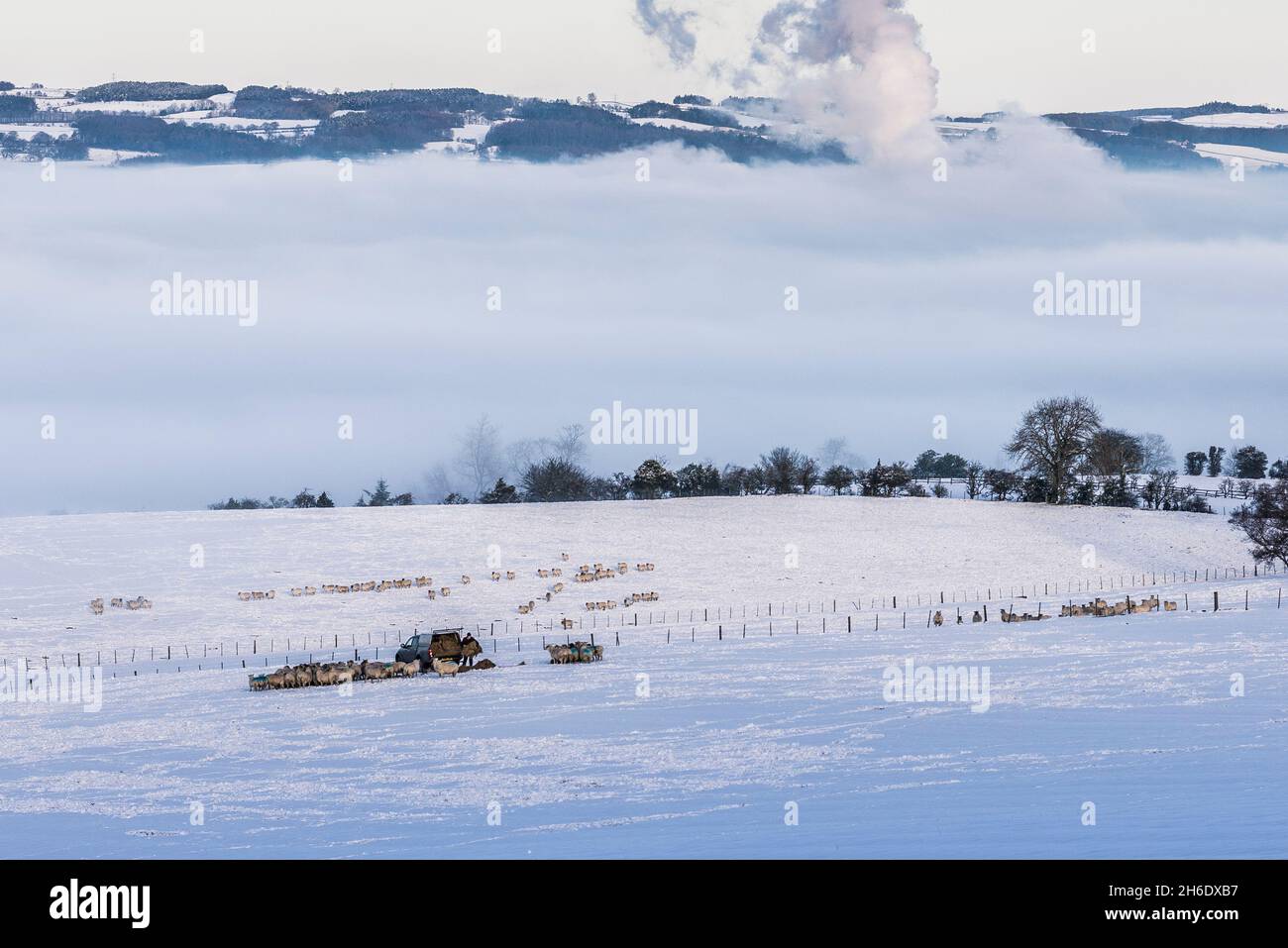 Shepherd with 4x4 pickup delivering hay to flocks of sheep in snow ...
