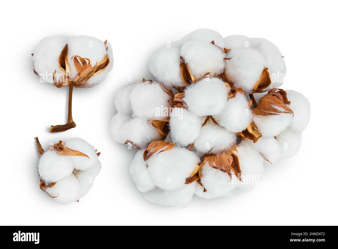 Cotton plant flower isolated on white background with clipping path and ...