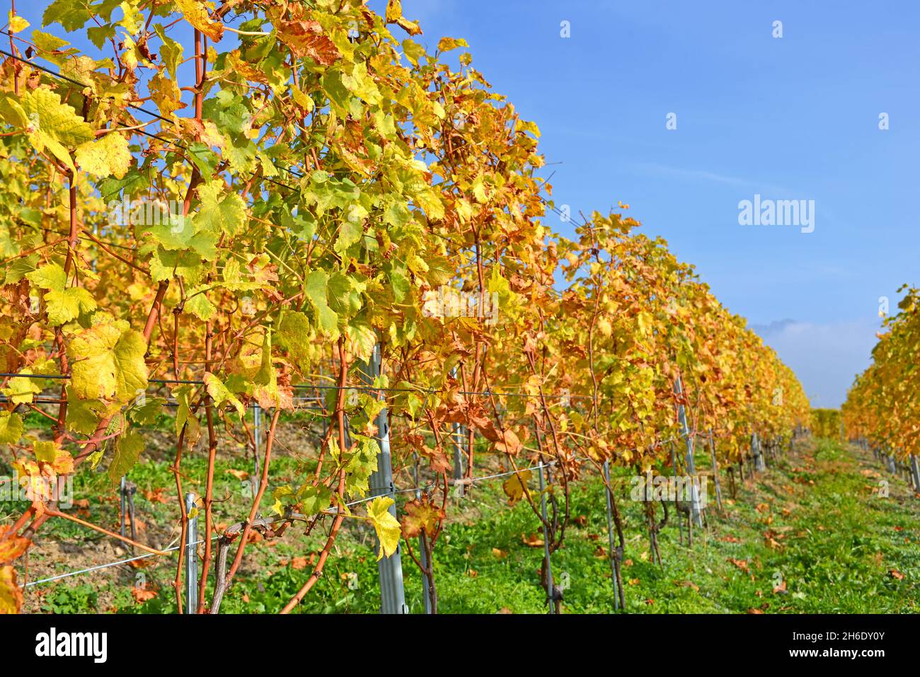 Vineyards in the fall with the leaves beginning to turn golden Stock ...