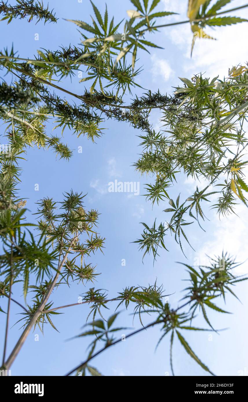 Branches of blooming cannabis bushes against the blue sky. Bottom view ...