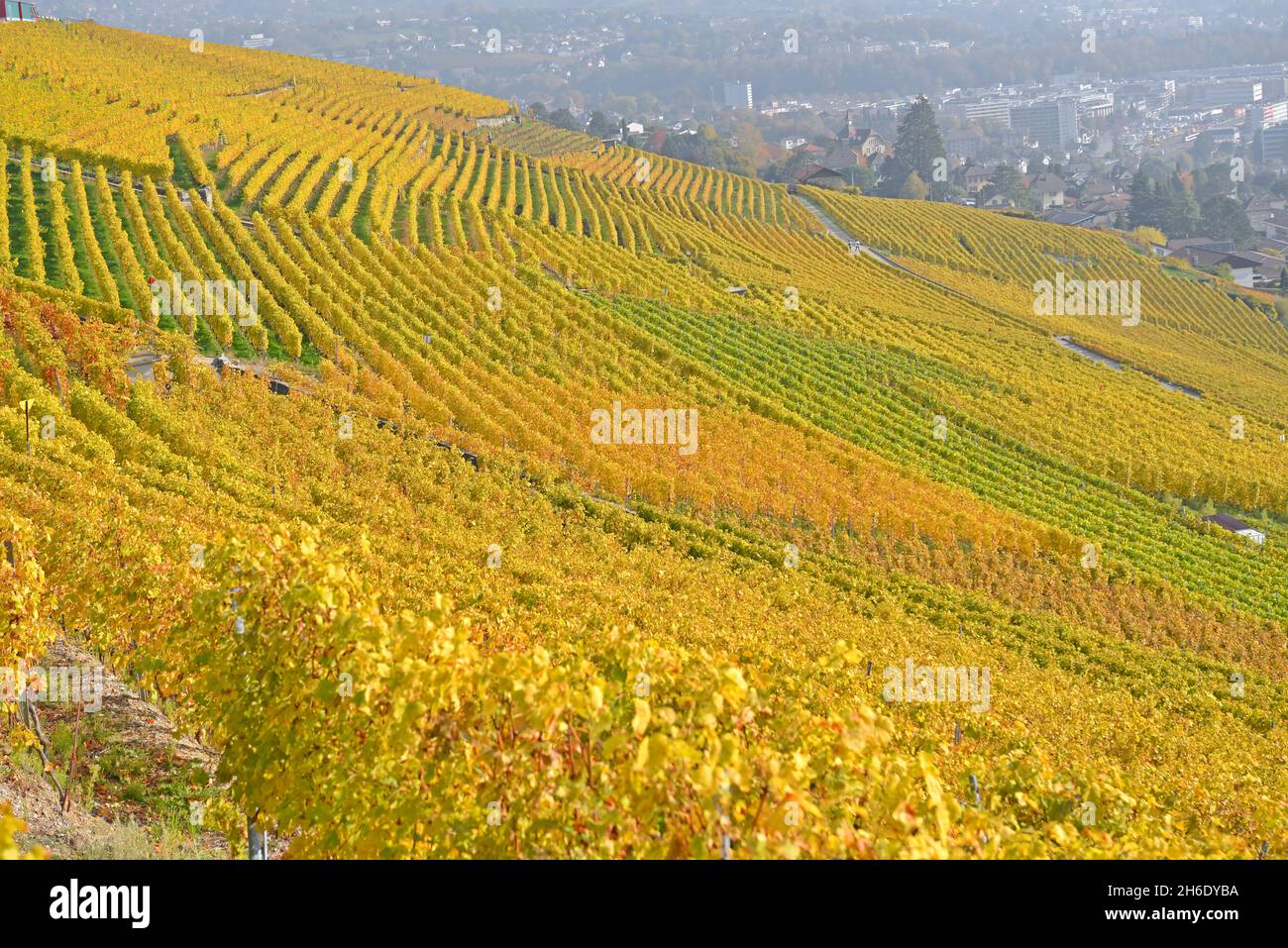 Vineyards by Lake Geneva in the UNESCO listed area of Lavaux with the ...