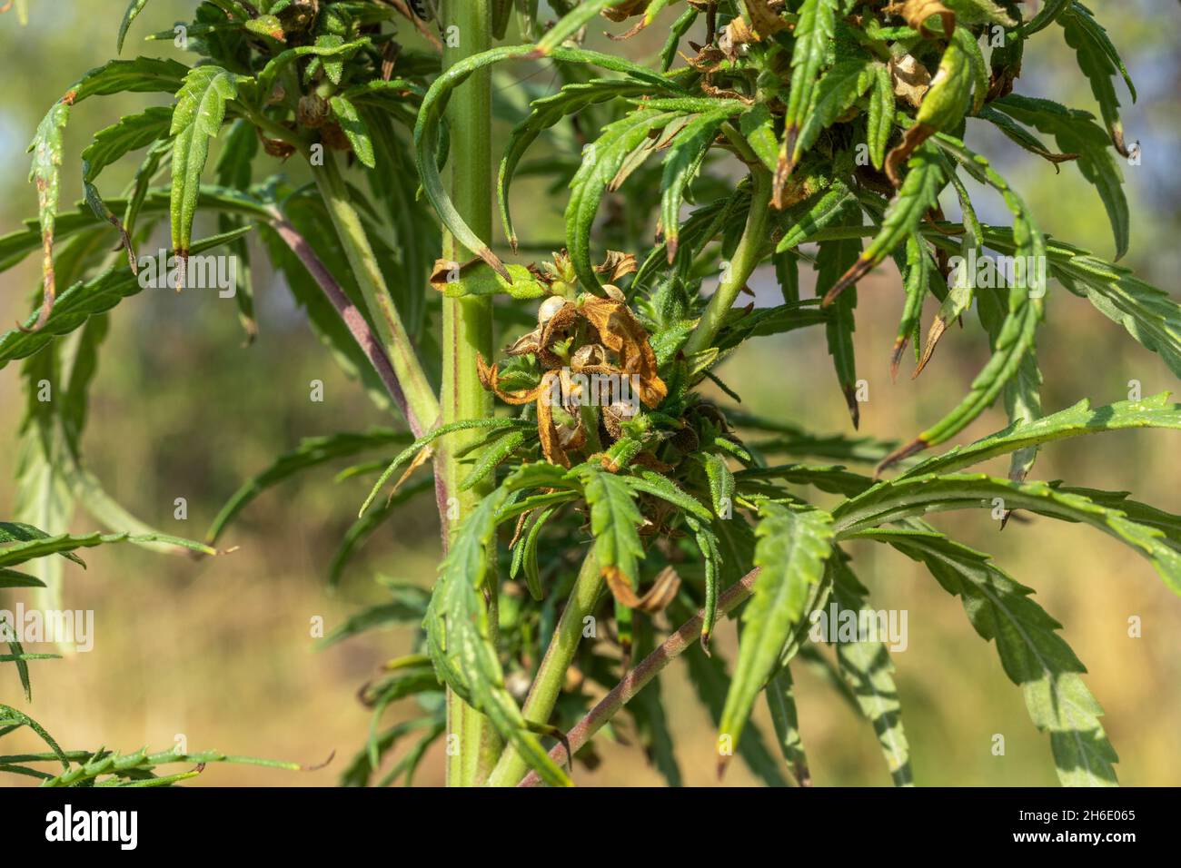 Seeds in a bud of a cannabis bush with trichomes. Flowering period ...