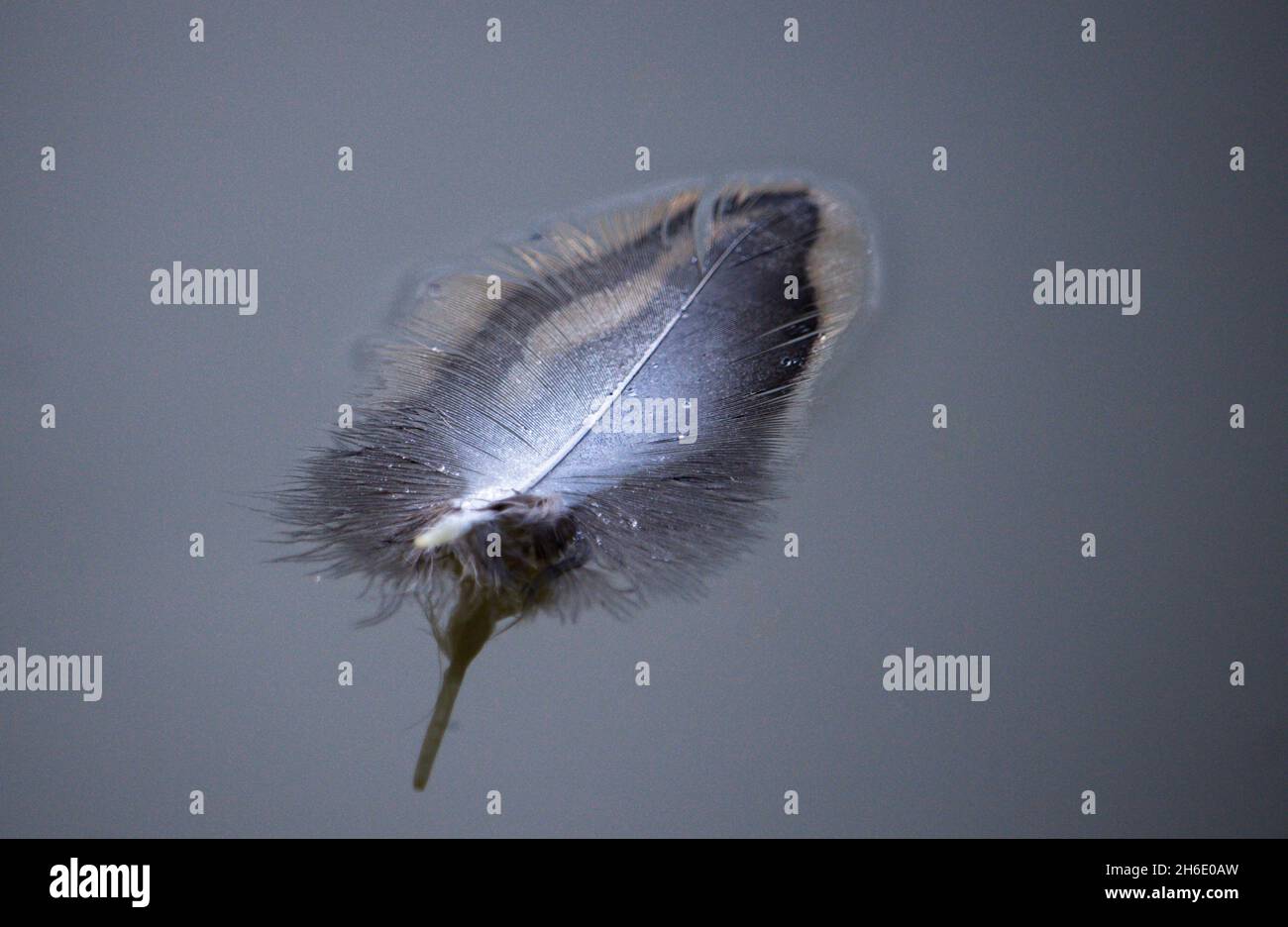 Frozen feather hi-res stock photography and images - Alamy