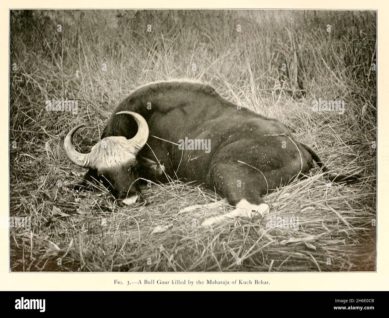 Male bull gaur The gaur (Bos gaurus), also known as the Indian bison ...