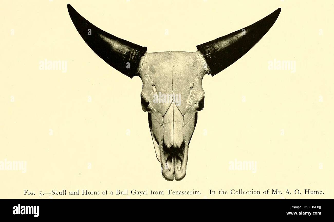 Skull and Horns of a Bull Gayal from Tenasserim. In the Collection of ...