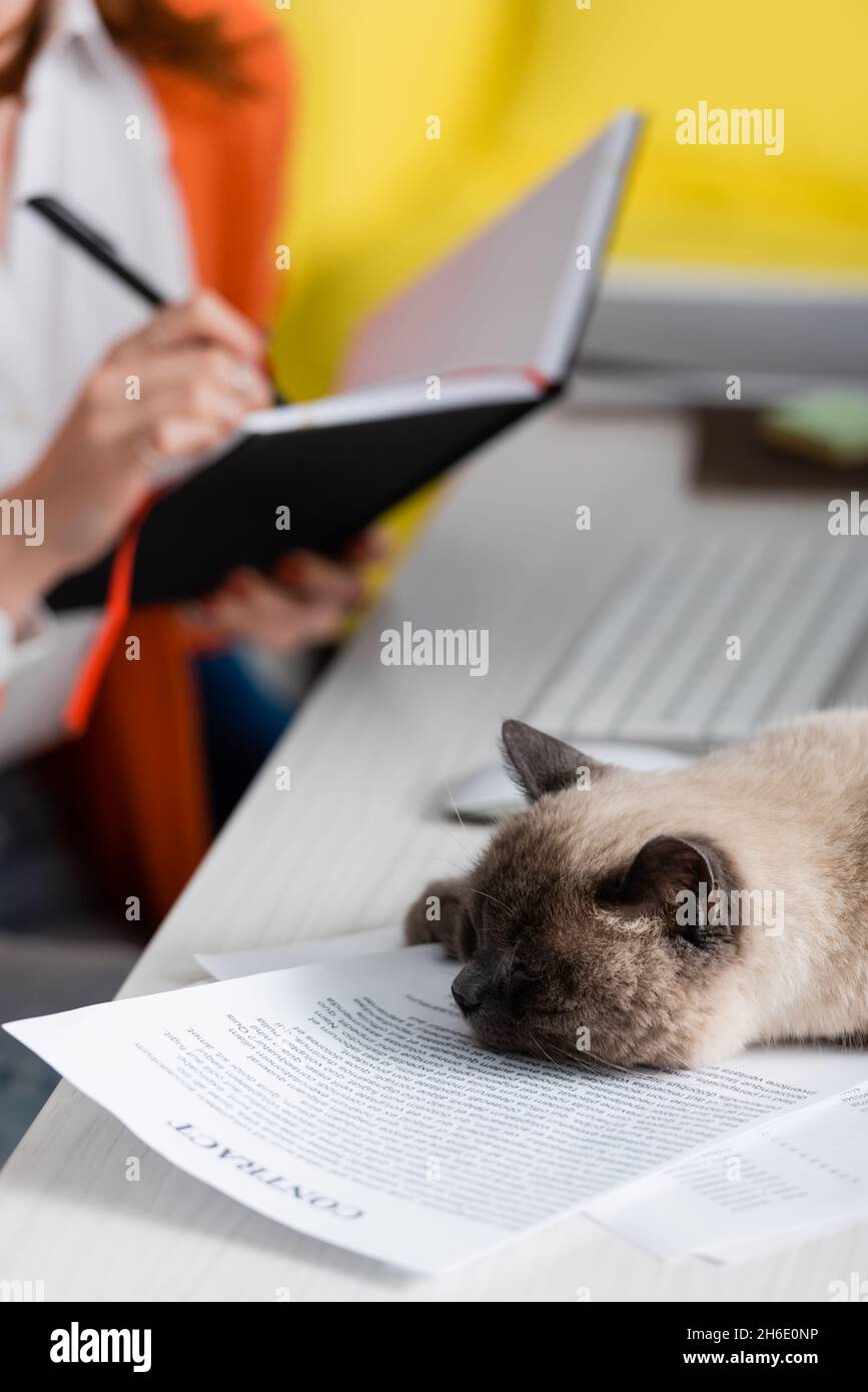 Person writing cat hi-res stock photography and images - Alamy