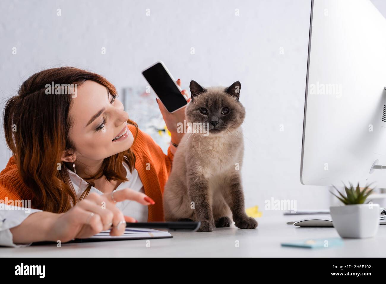 smiling freelancer holding smartphone with blank screen near cat ...