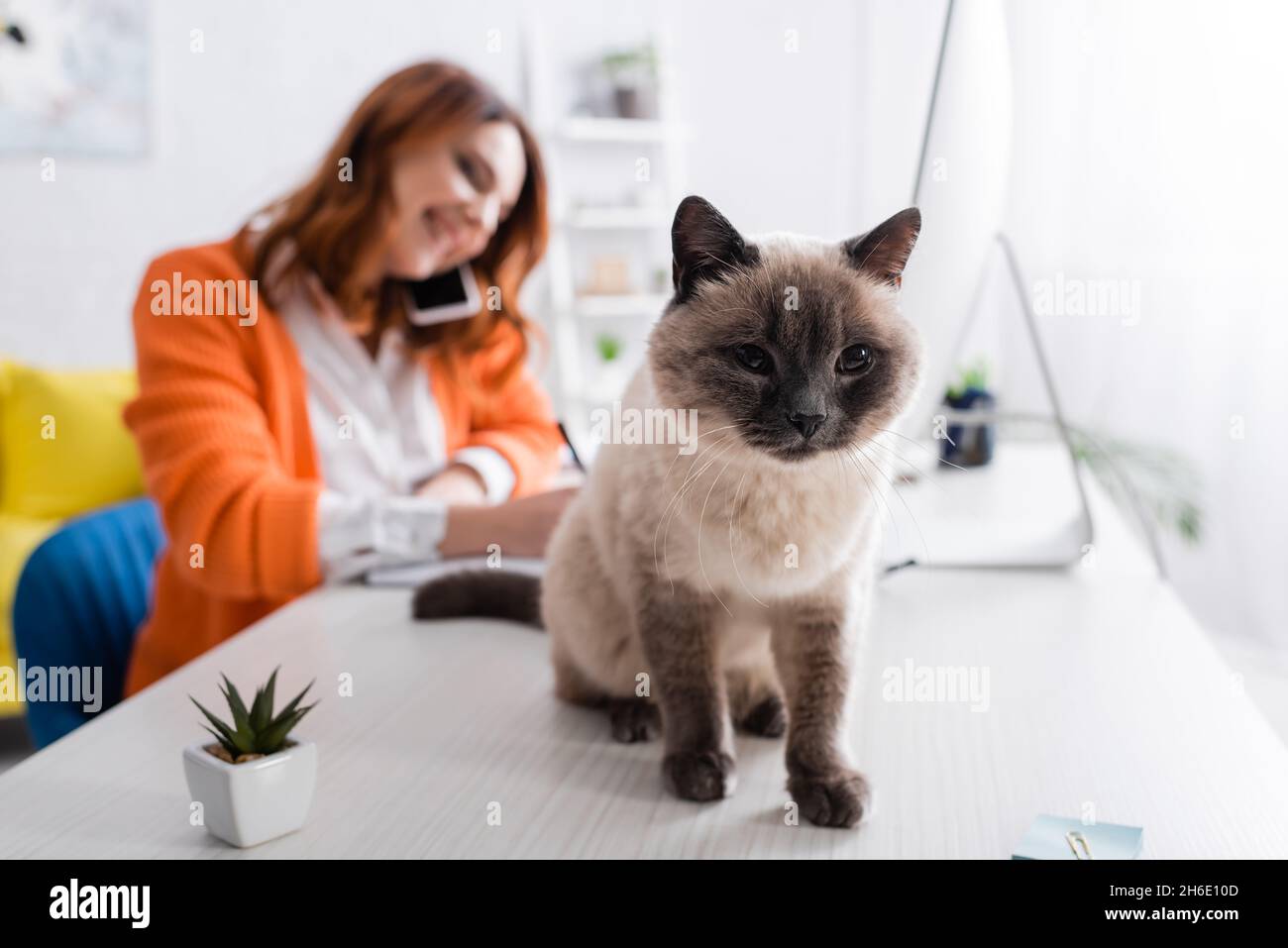 selective focus of fluffy cat sitting on work desk near blurred ...
