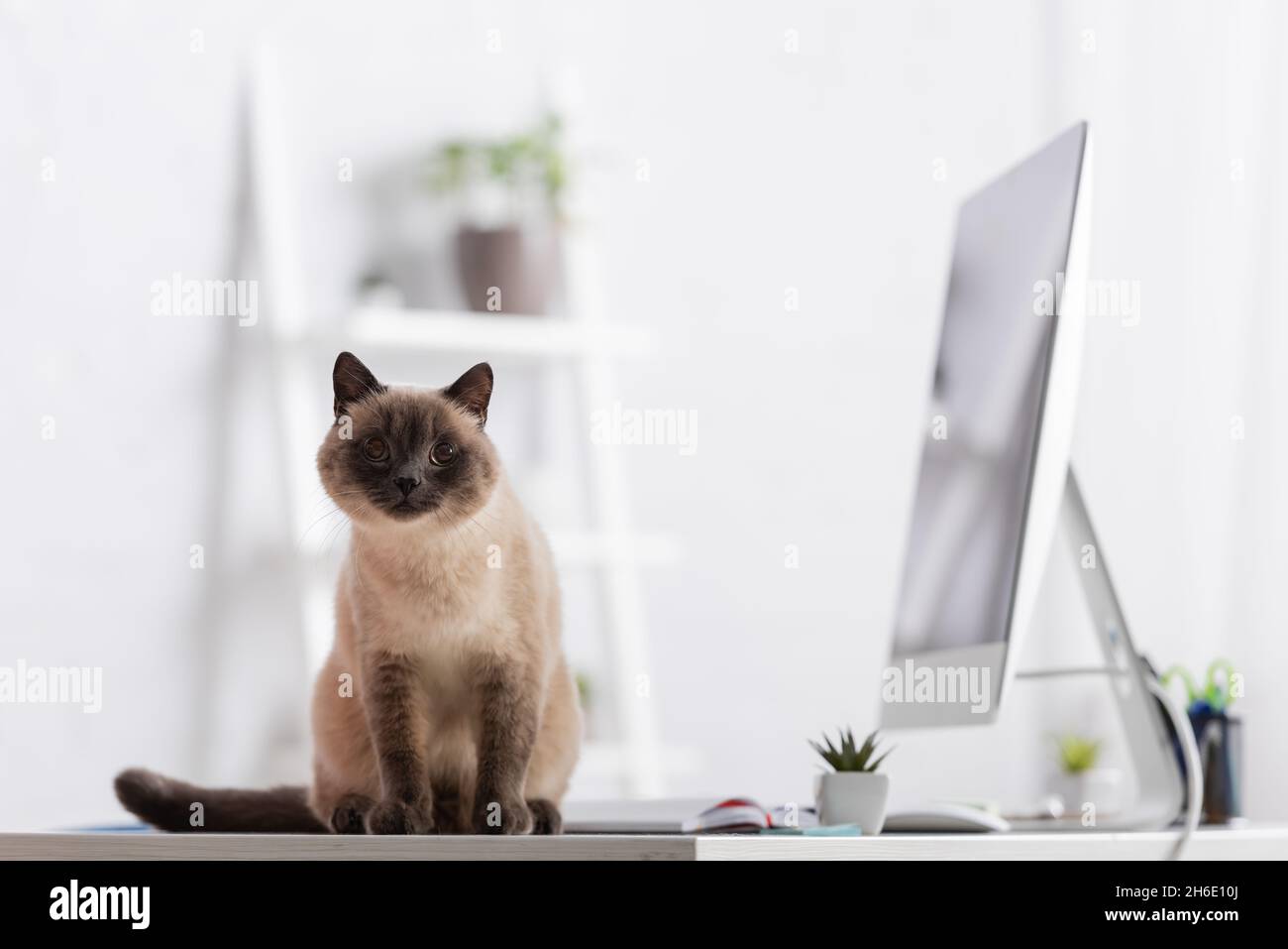 furry cat sitting on desk near blurred computer monitor and plant in ...