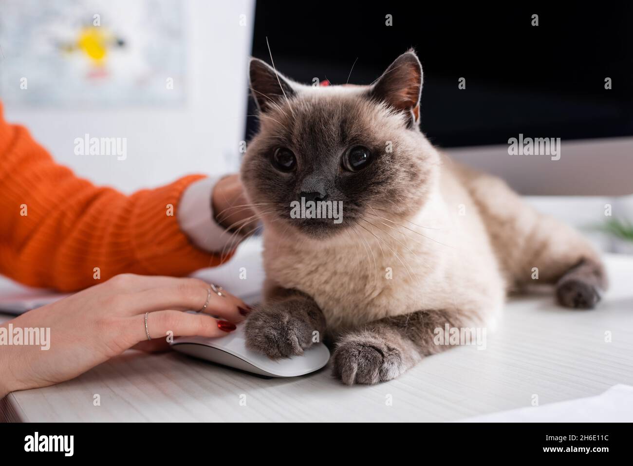 fluffy cat lying on desk near cropped woman, computer mouse and blurred ...