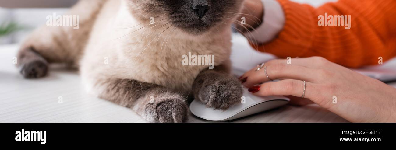 Cat computer mouse animal hi-res stock photography and images - Alamy