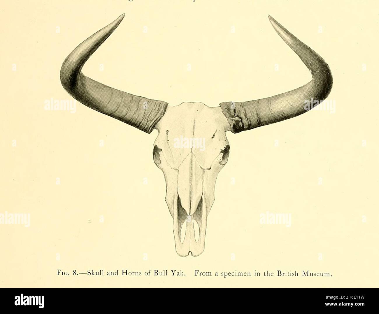 Picture skull animals hi-res stock photography and images - Alamy