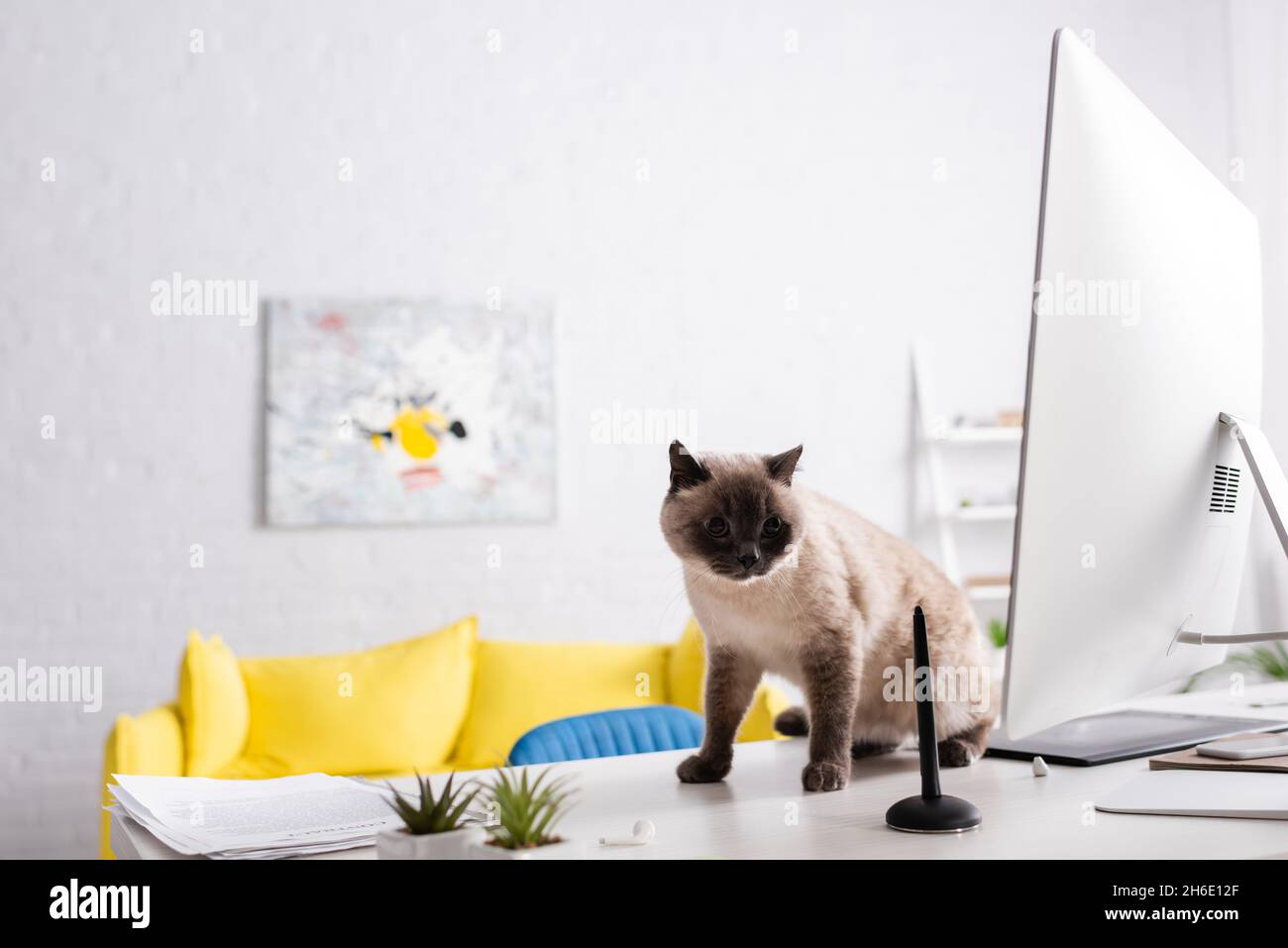 fluffy cat sitting on desk near computer monitor, graphic tablet and ...
