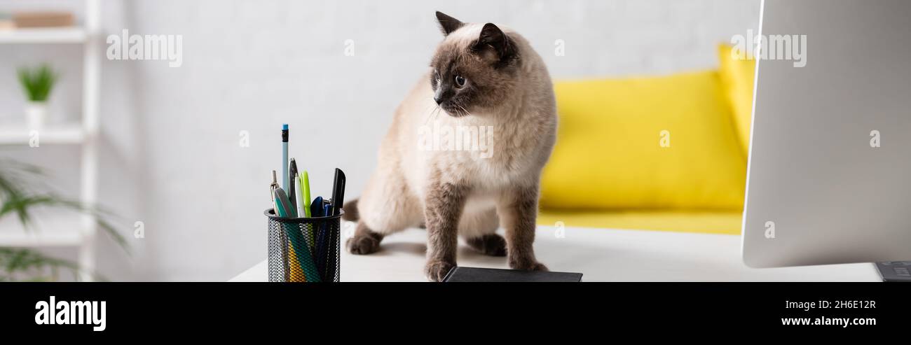 fluffy cat sitting on desk near computer monitor and pen holder in home ...