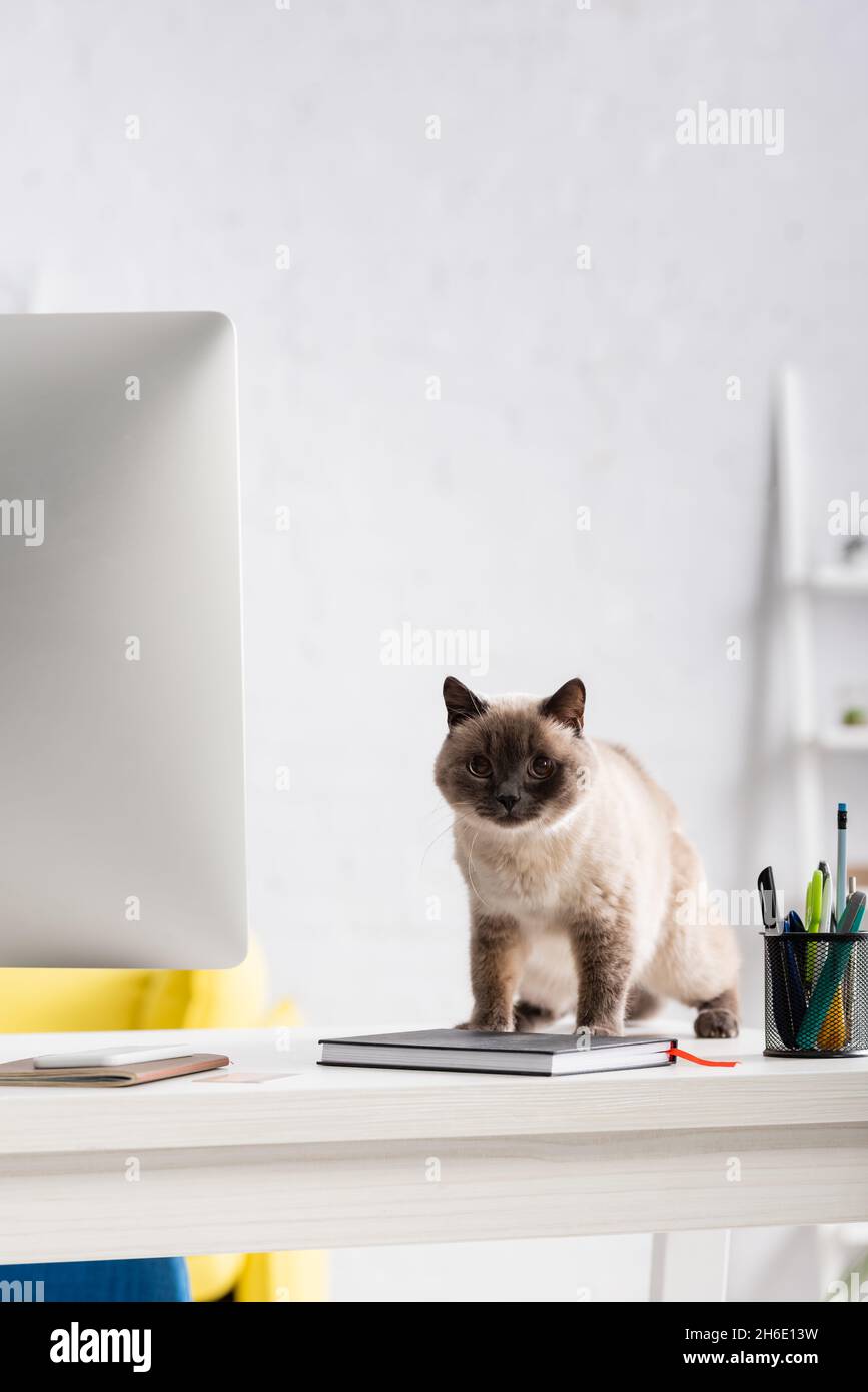 furry cat looking at camera on desk near computer monitor, notebooks ...