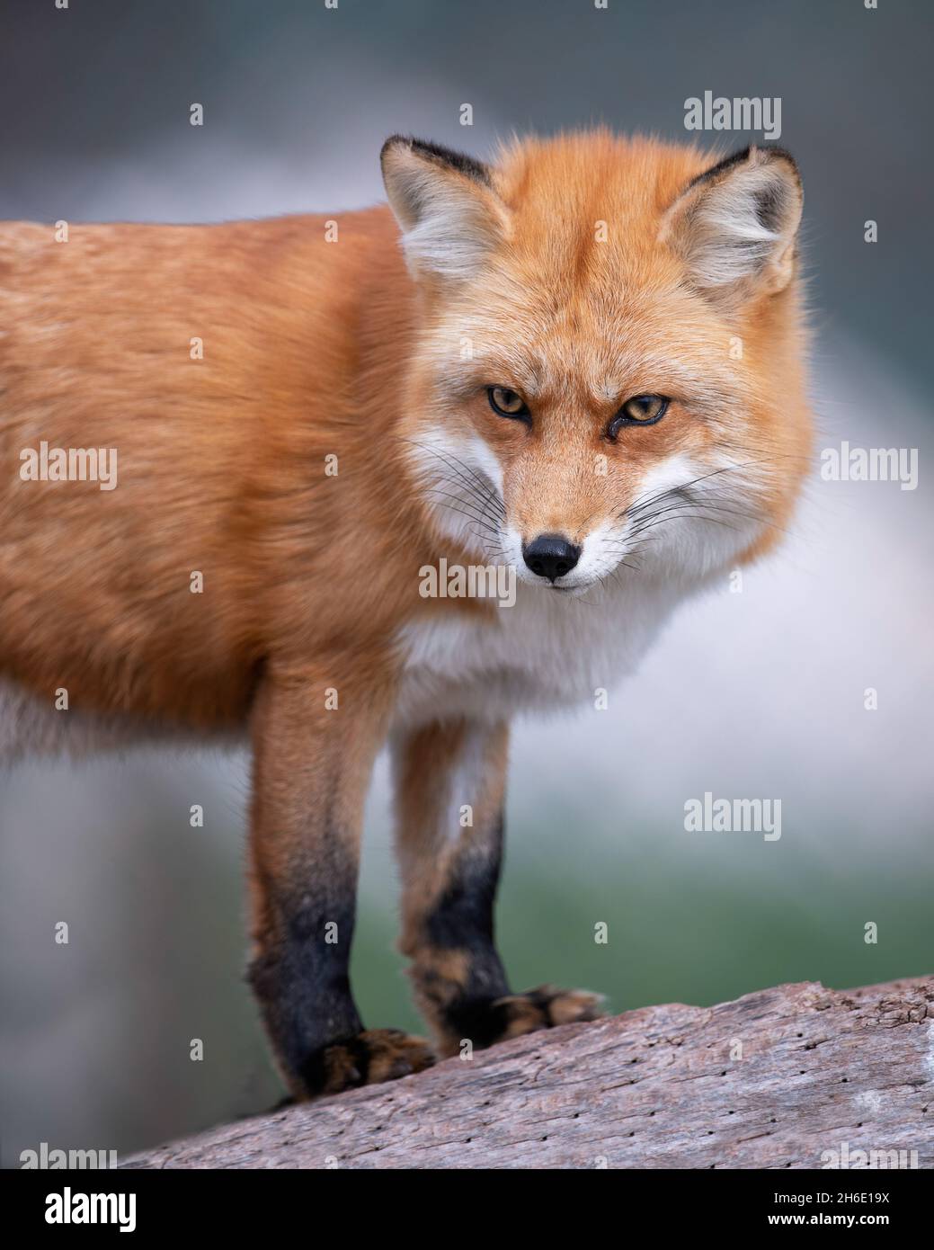 Red fox closeup portrait standing on log Stock Photo - Alamy