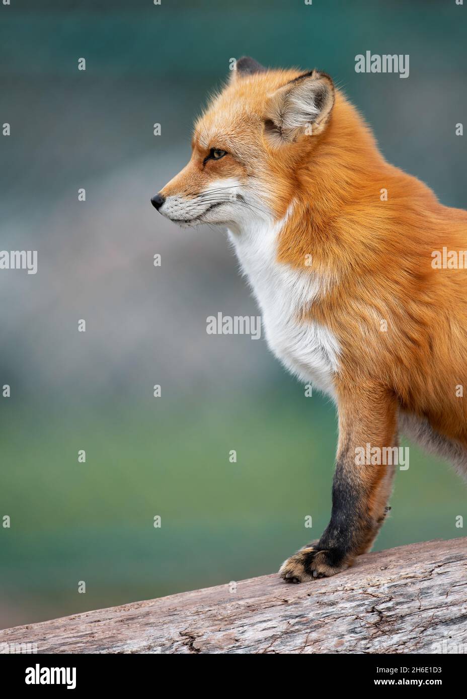 Red fox profile hi-res stock photography and images - Alamy