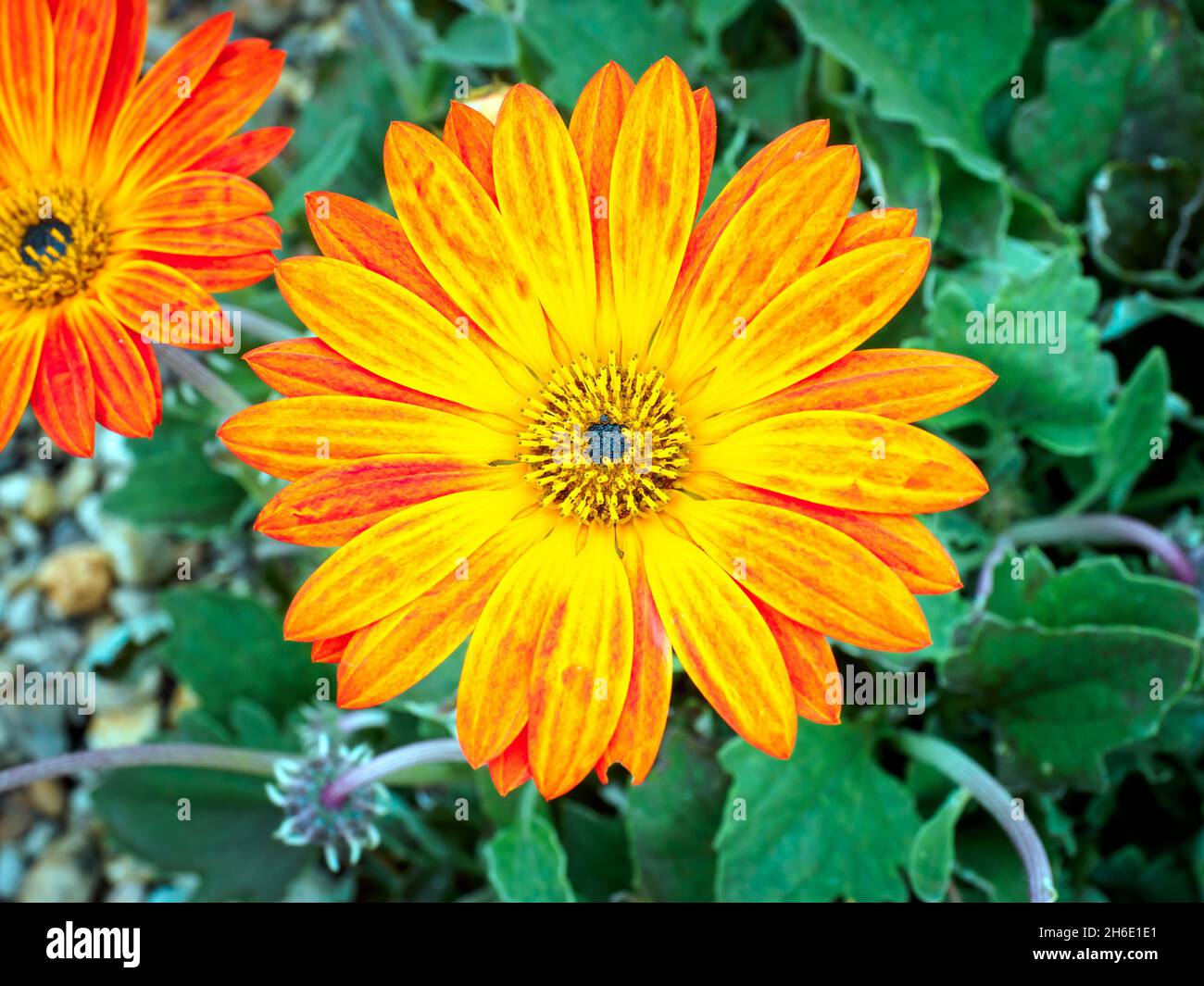 orange African daisy flower Stock Photo - Alamy