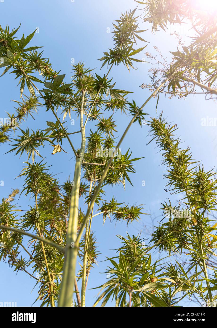 Blooming bushes of cannabis on a background of blue sky. Bottom view ...