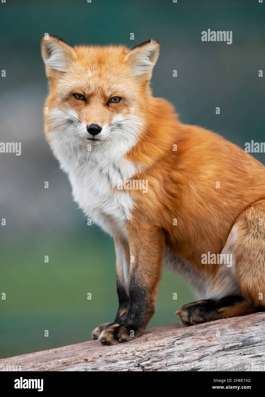 Red fox closeup portrait standing on log Stock Photo - Alamy
