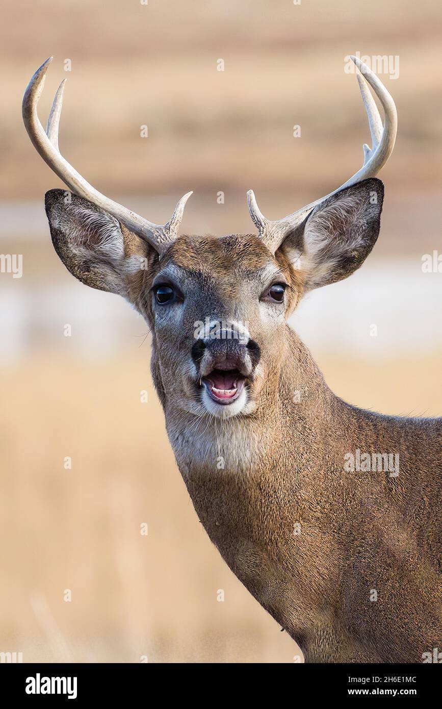 Deer smiling hi-res stock photography and images - Alamy